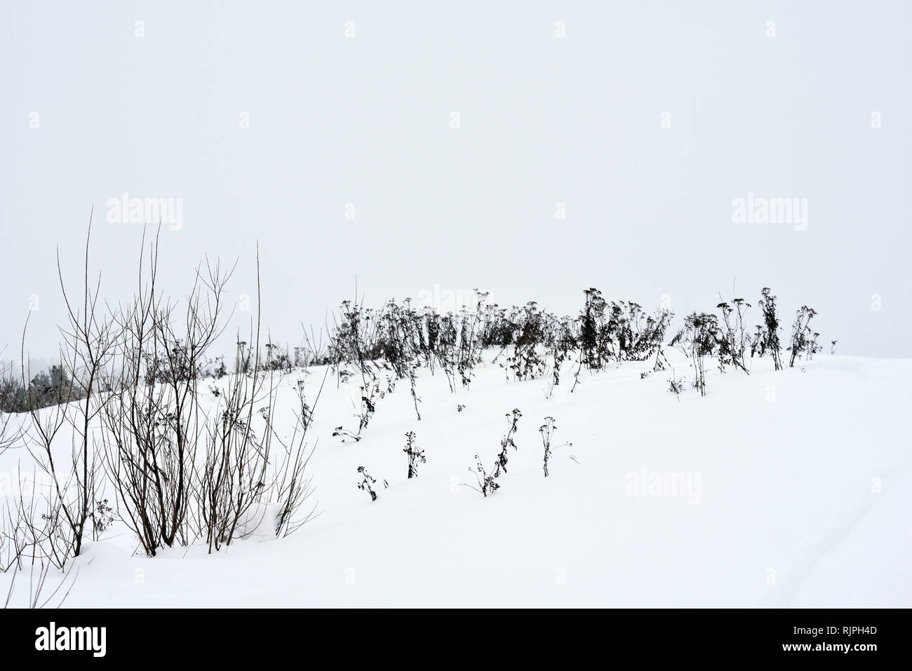Blizzard field forest hi-res stock photography and images - Alamy