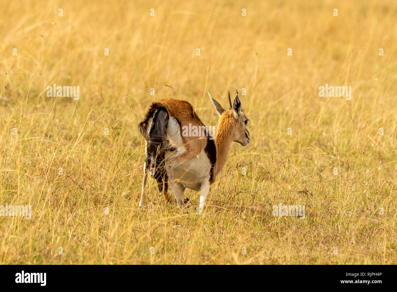 Thomson's gazelle Eudorcas thomsonii giving birth in the masai mara in ...