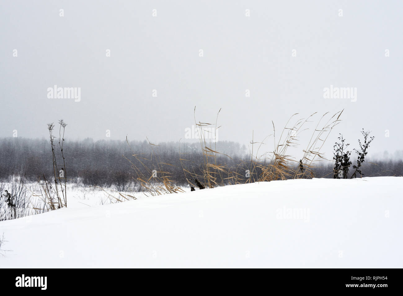 Field grass in winter during a blizzard Stock Photo - Alamy