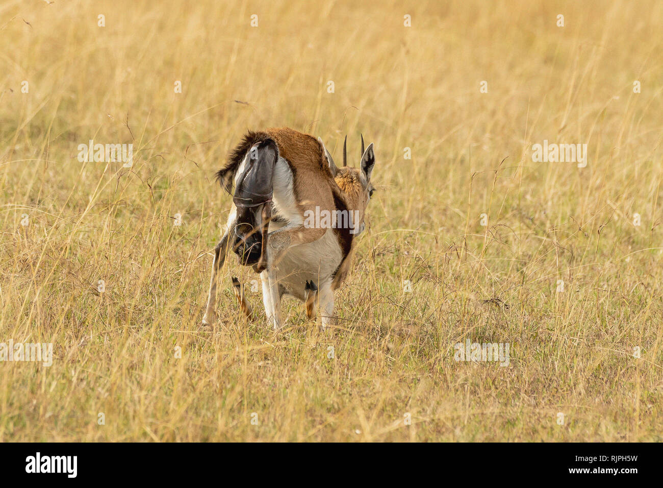 Thomson's gazelle Eudorcas thomsonii giving birth in the masai mara in ...