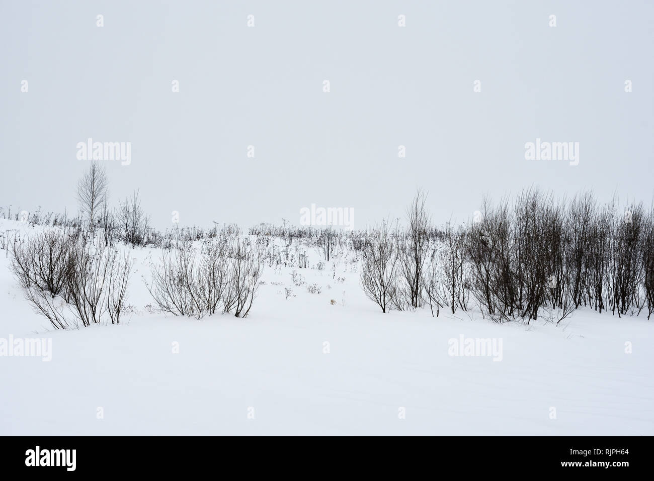 Blizzard field forest hi-res stock photography and images - Alamy