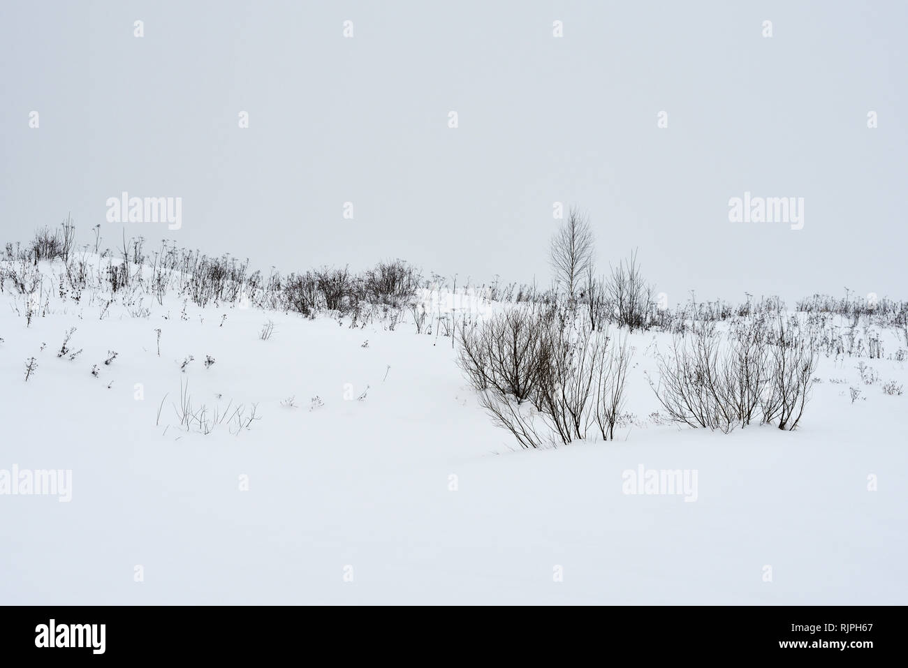 Blizzard field forest hi-res stock photography and images - Alamy
