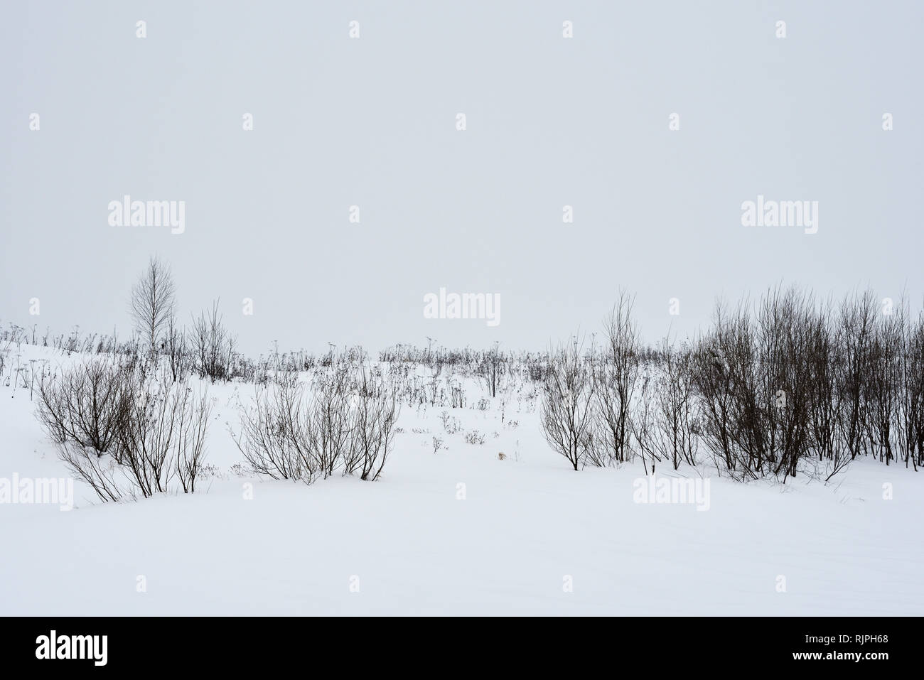 Blizzard field forest hi-res stock photography and images - Alamy