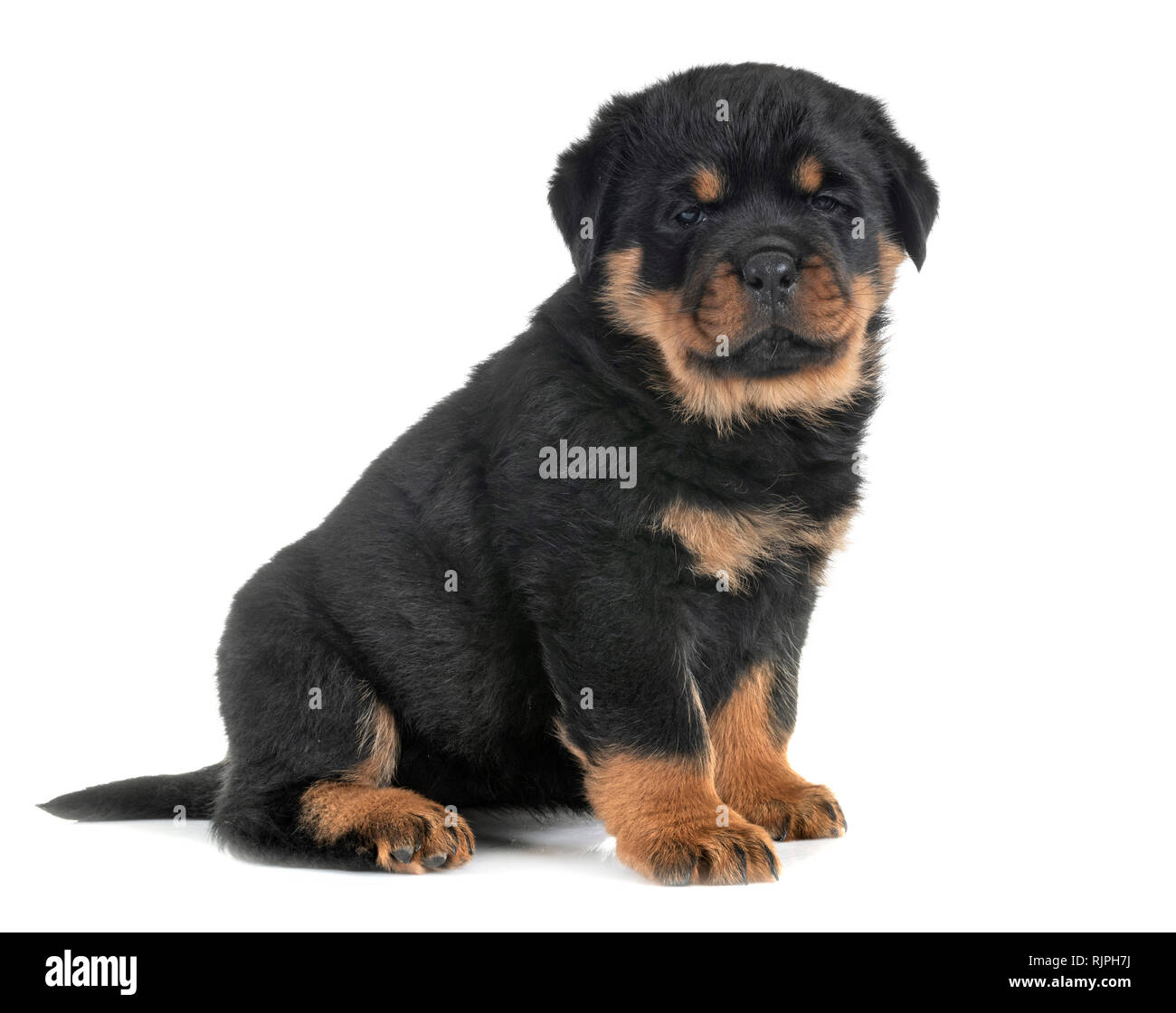 puppy rottweiler in front of white background Stock Photo - Alamy
