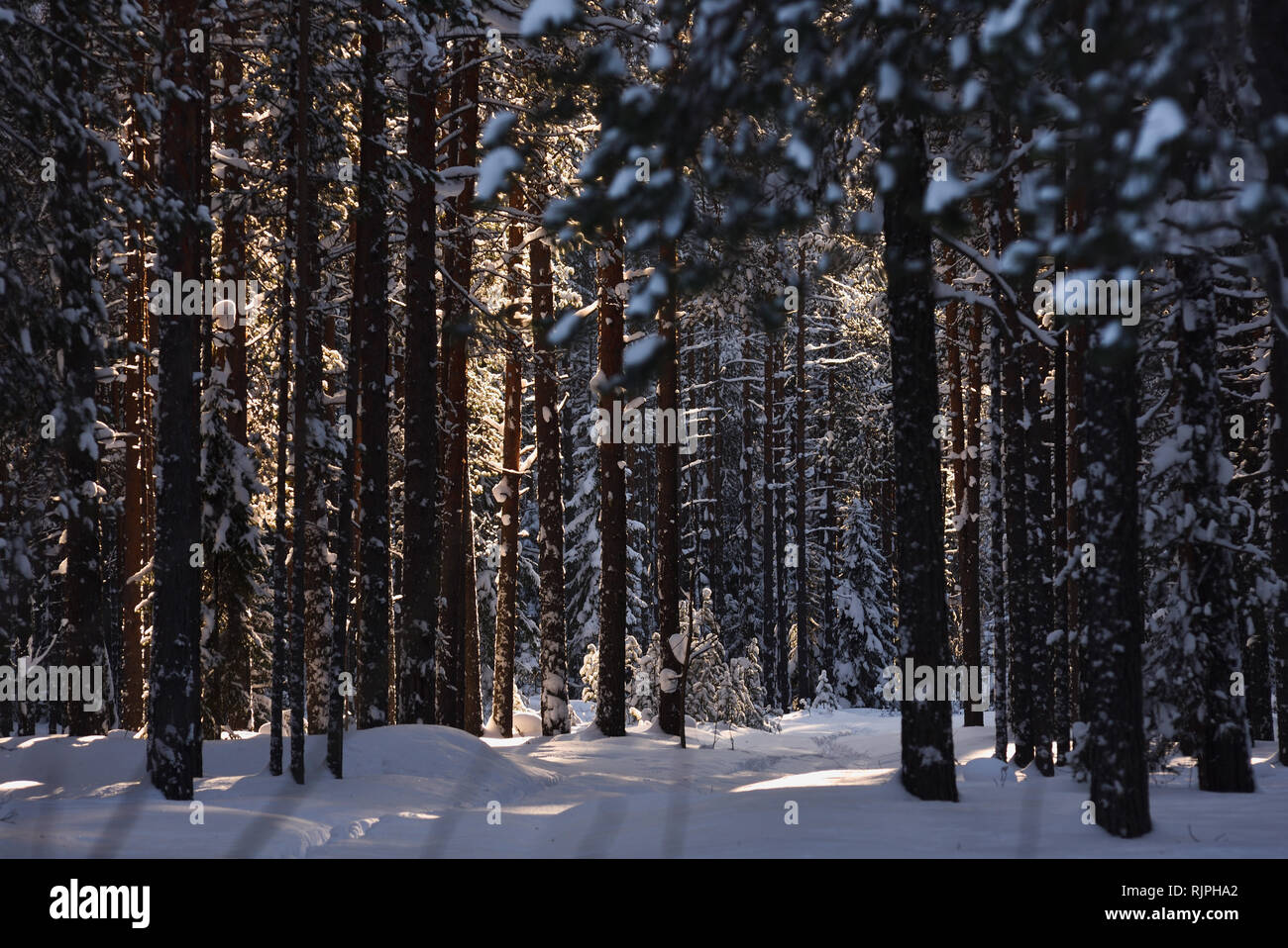 Covered with snow caps trees in one of the frosty days Stock Photo - Alamy