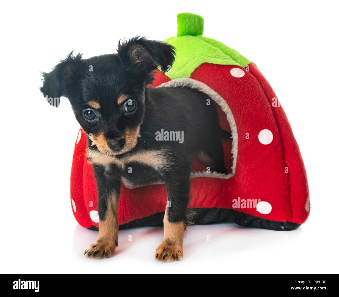 puppy Russkiy Toy in front of white background Stock Photo - Alamy