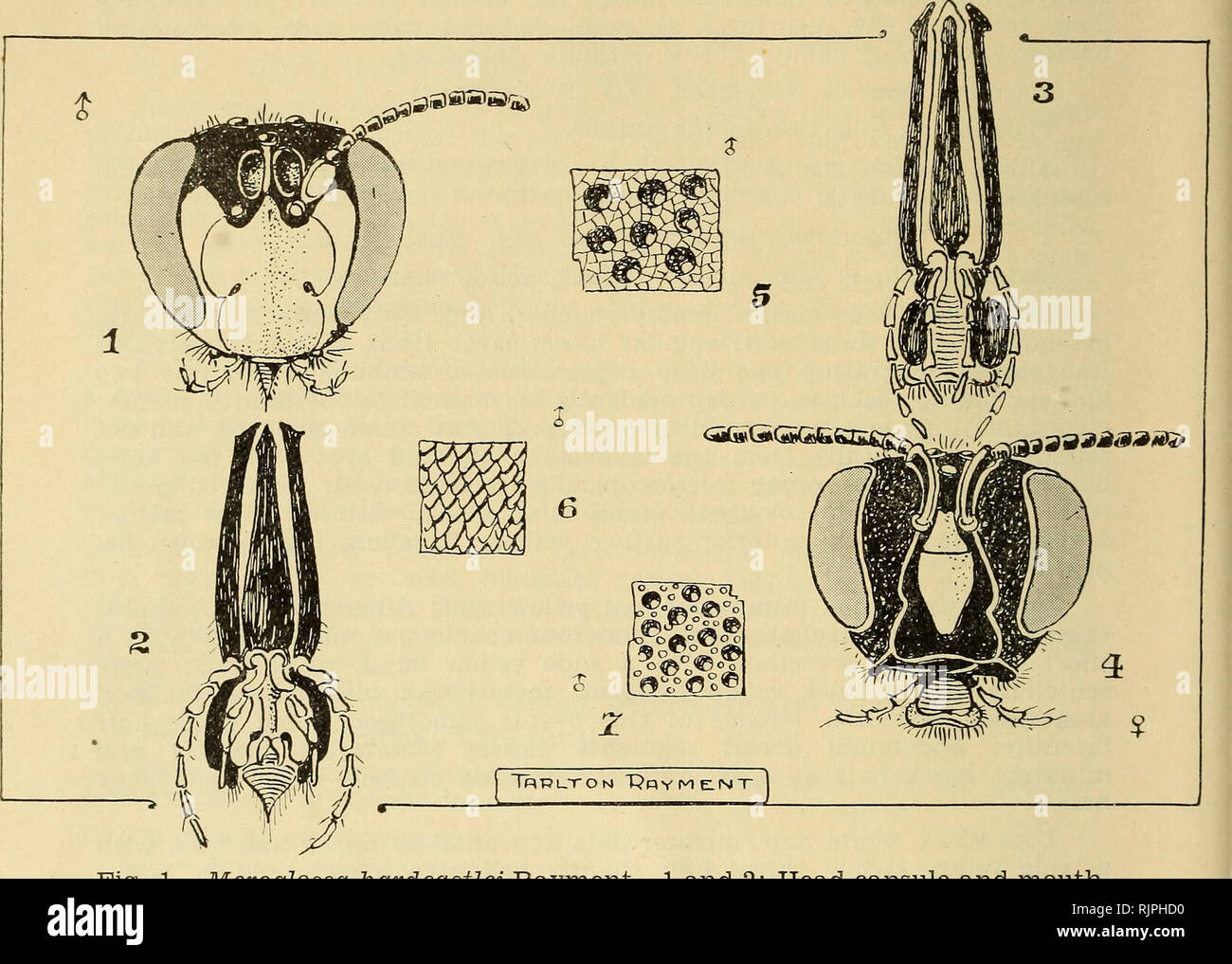 . The Australian zoologist. Zoology; Zoology; Zoology. 274 BEES FROM ...