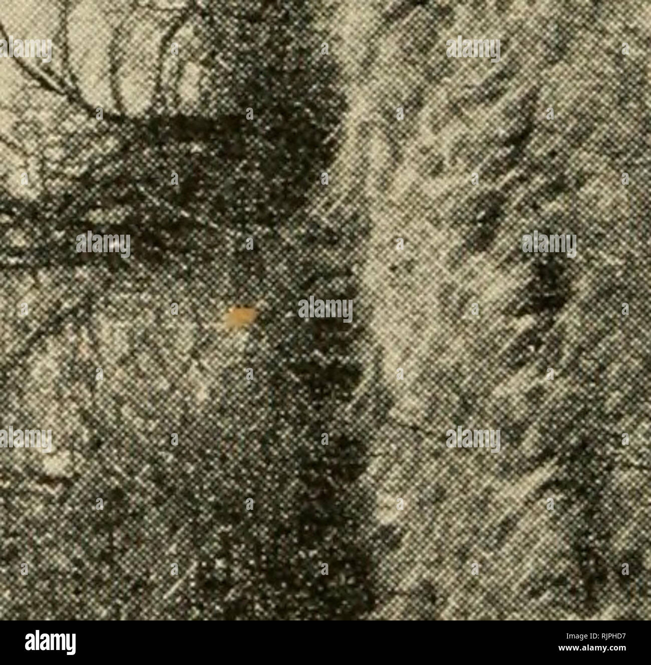 . Autumn notes in Iowa. Natural history. i^-. O •i a ^ 5. Please note ...