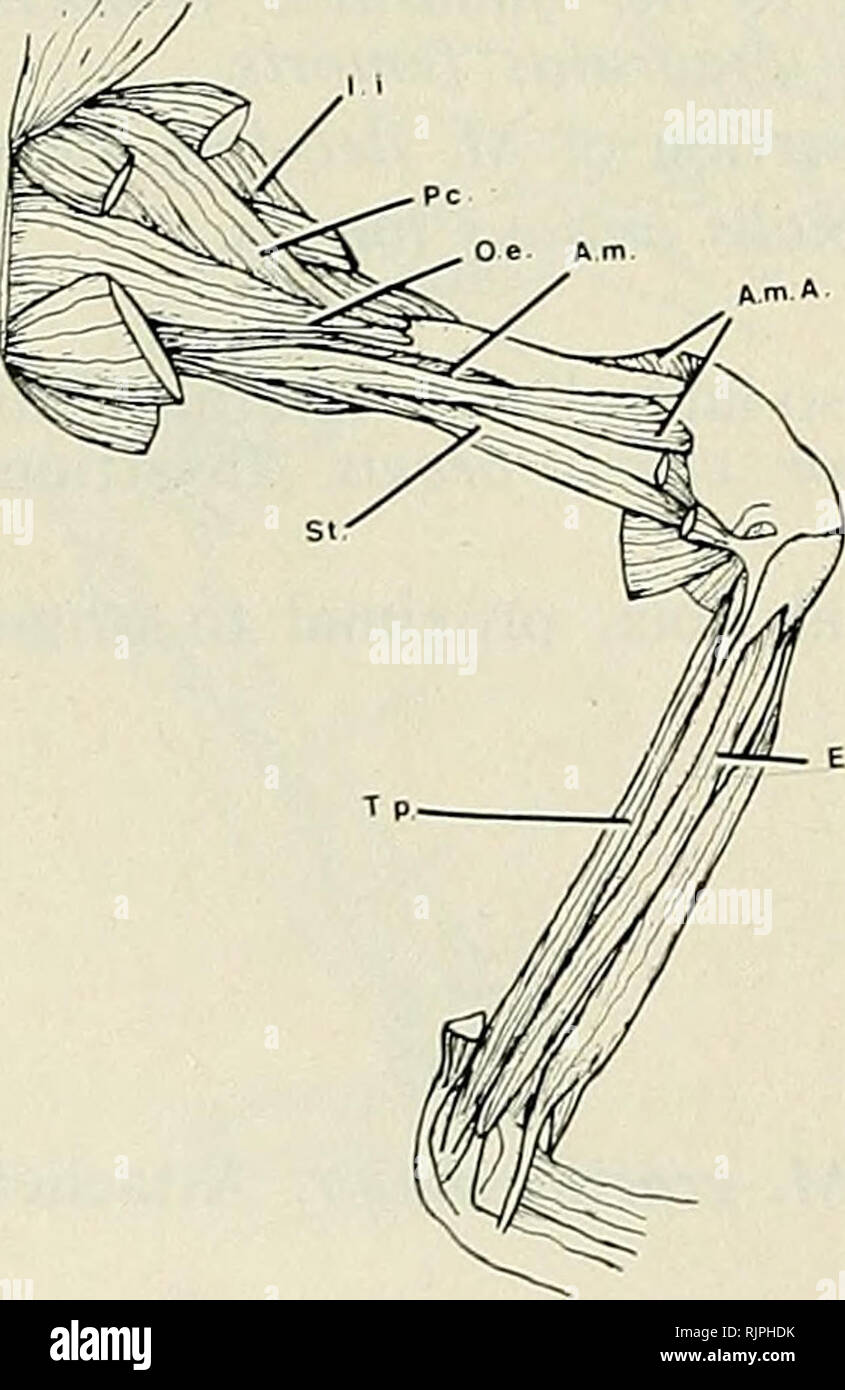 Origin of plantaris muscle hi-res stock photography and images - Alamy