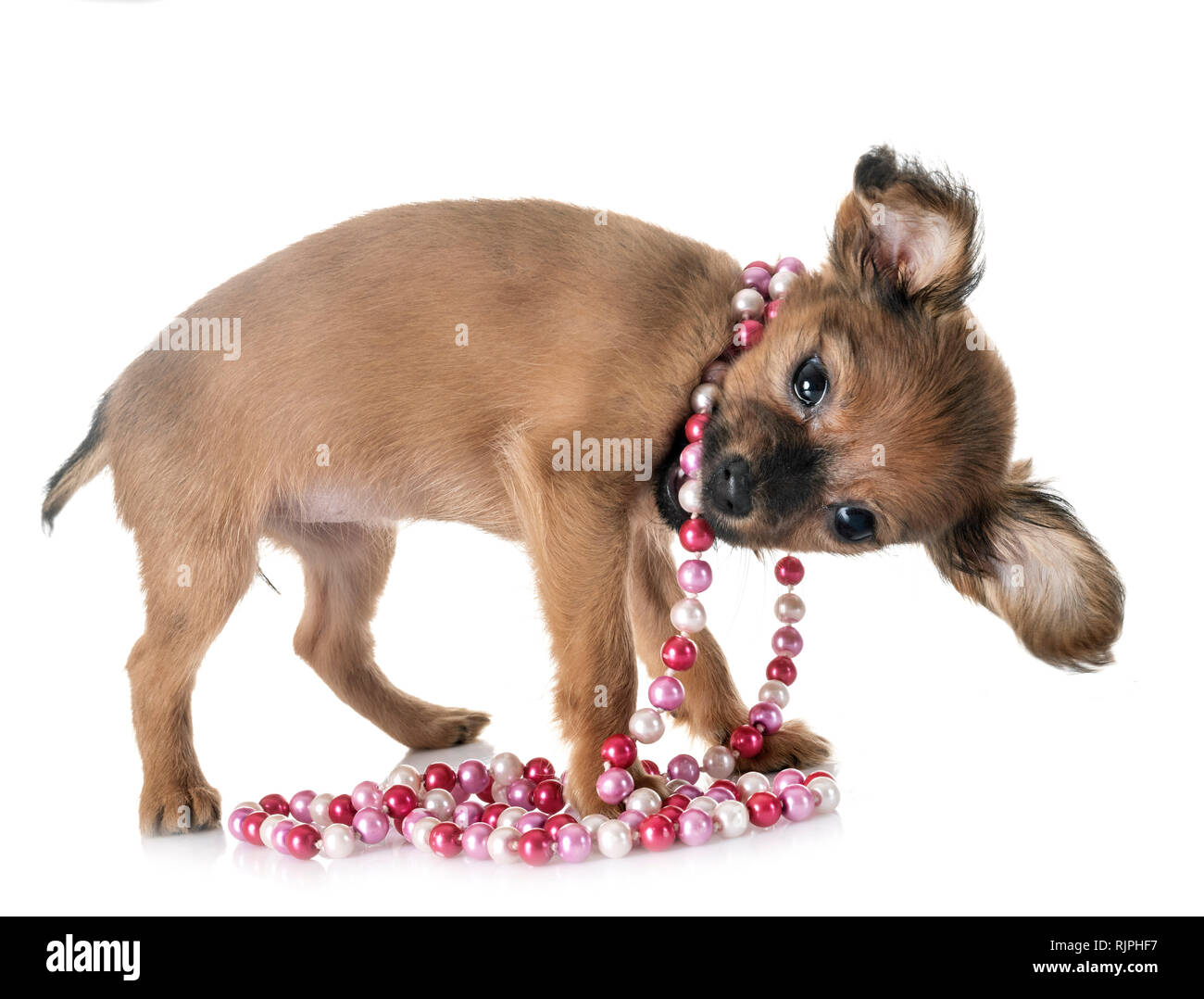 puppy Russkiy Toy in front of white background Stock Photo - Alamy