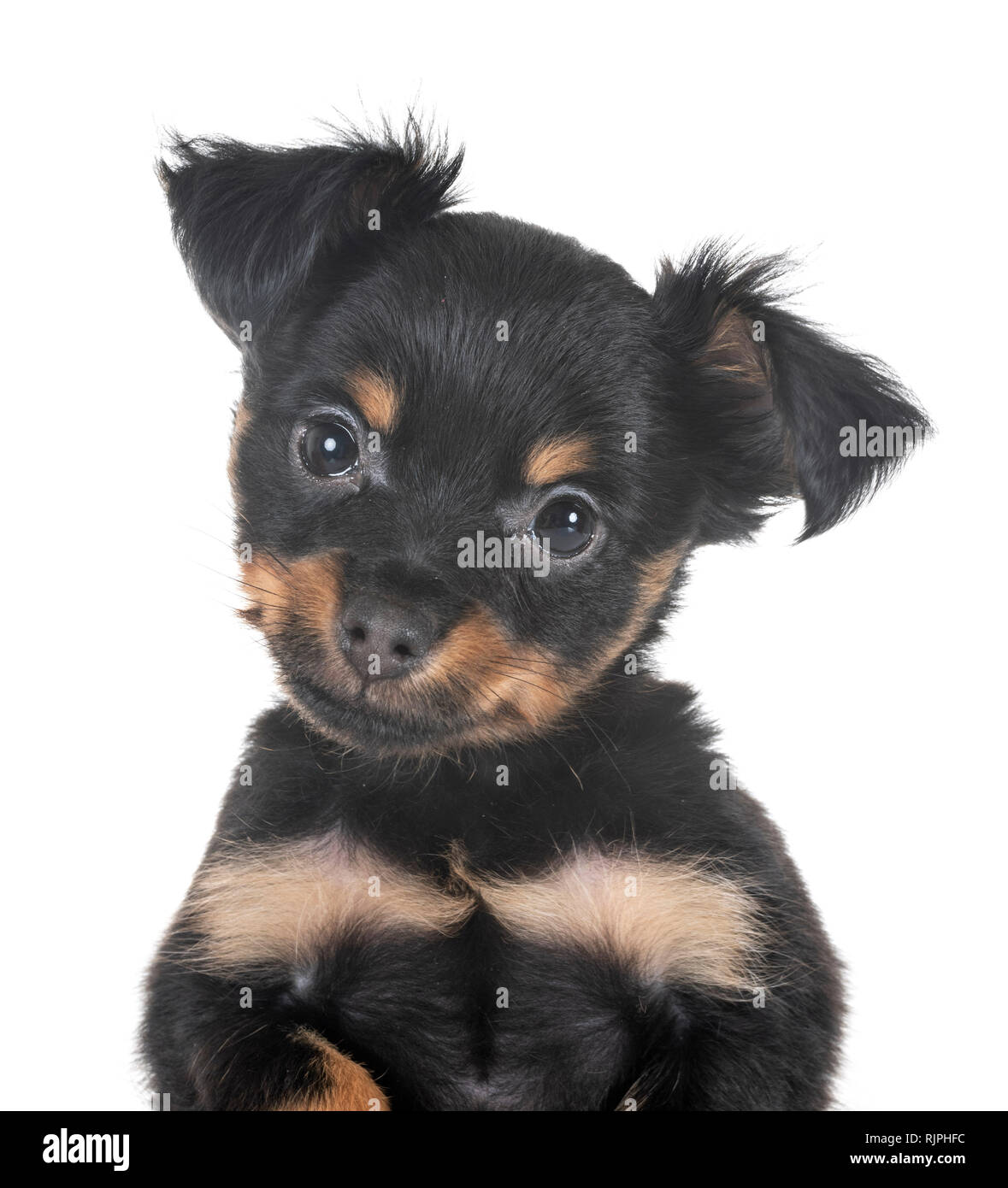 puppy Russkiy Toy in front of white background Stock Photo - Alamy