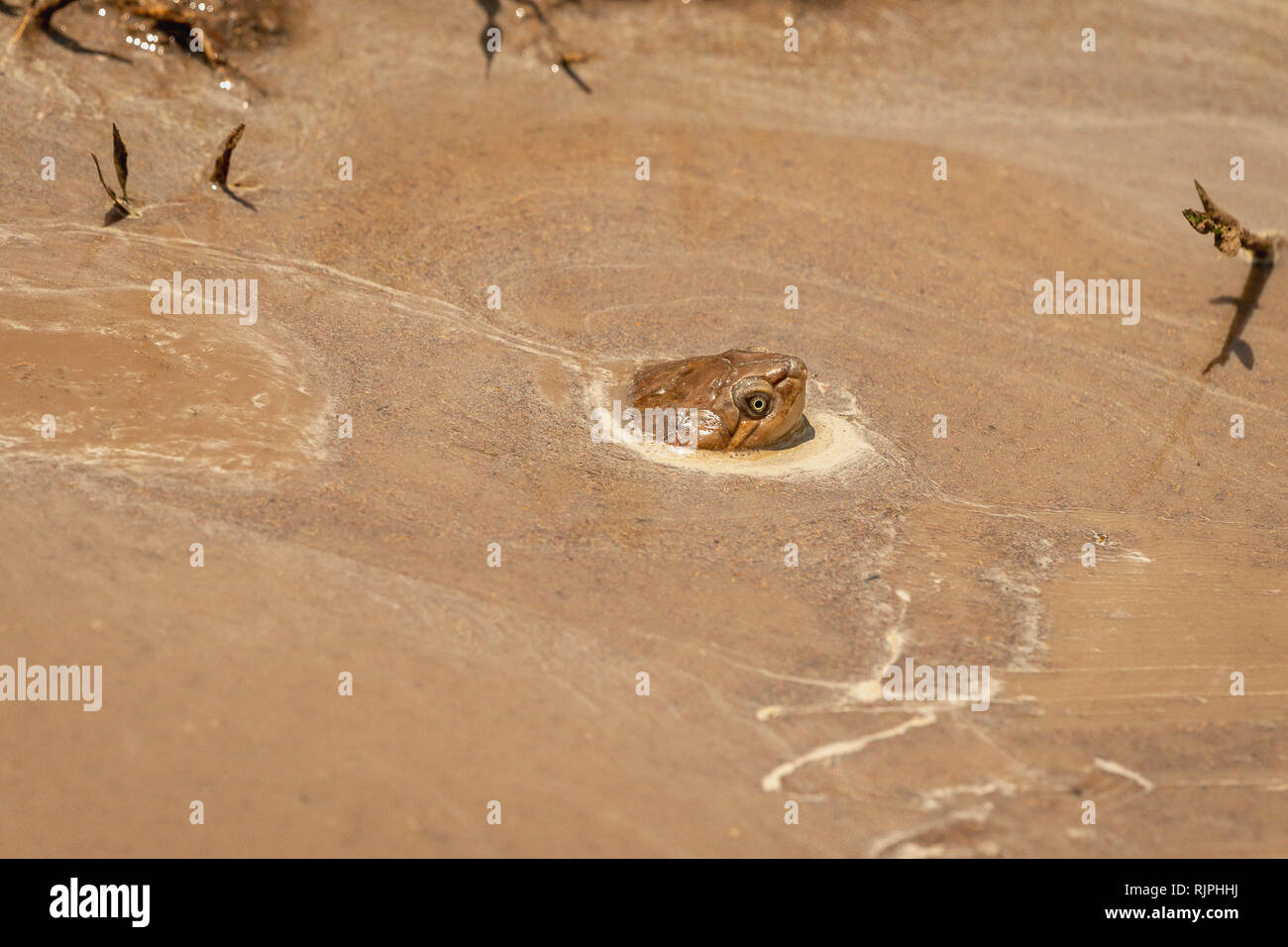 African turtle swimming in the Masai Mara in Kenya Stock Photo - Alamy