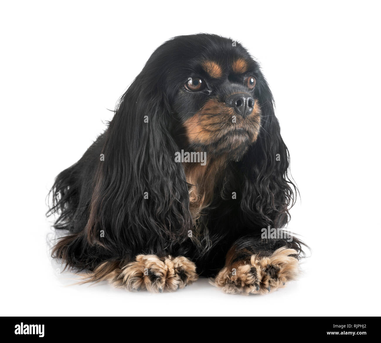 cavalier king charles in front of white background Stock Photo - Alamy