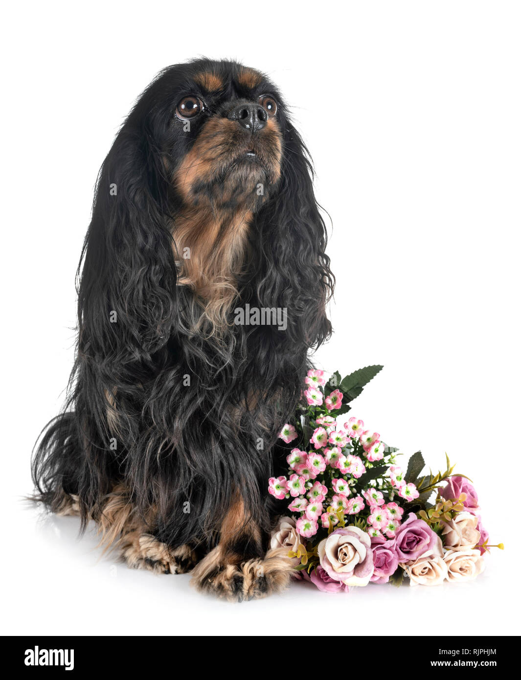 cavalier king charles in front of white background Stock Photo - Alamy
