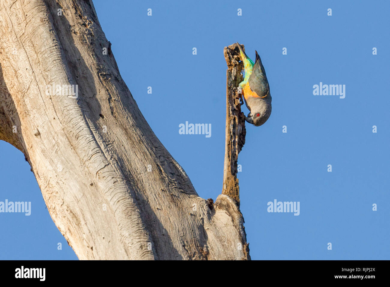 A single African Orange-bellied parrot on a dead tree, upside down ...