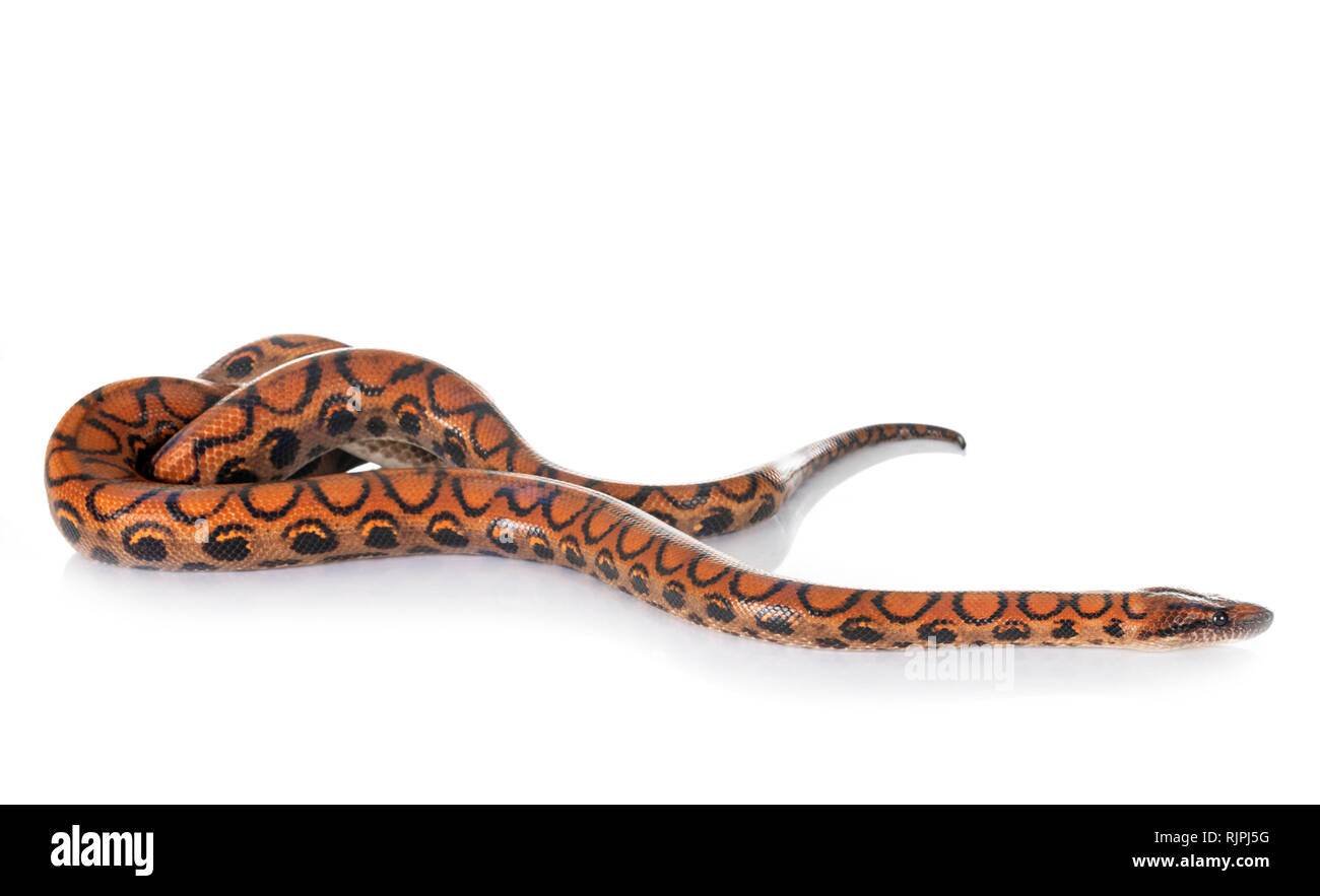 Rainbow boa in front of white background Stock Photo - Alamy