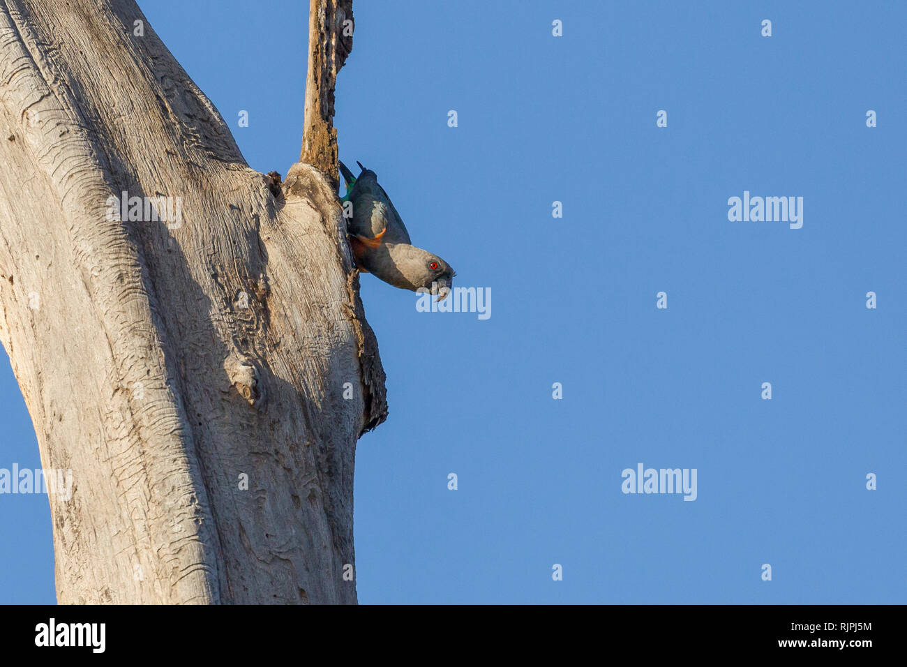 A single African Orange-bellied parrot on a dead tree, upside down and ...