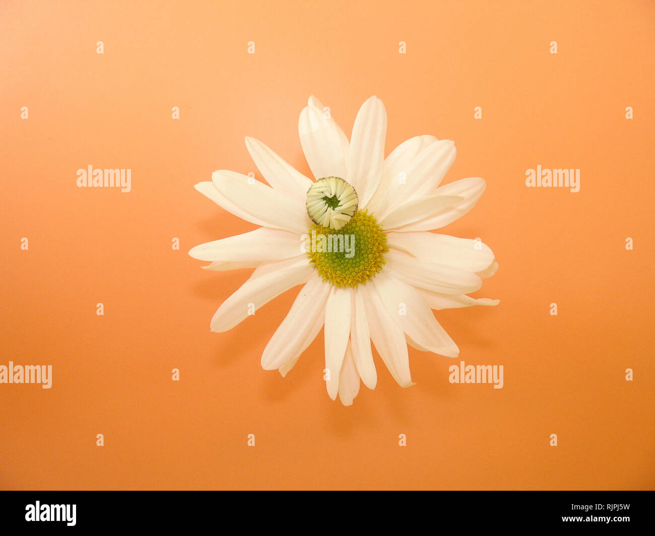 Daisy, São Paulo, Brazil Stock Photo - Alamy