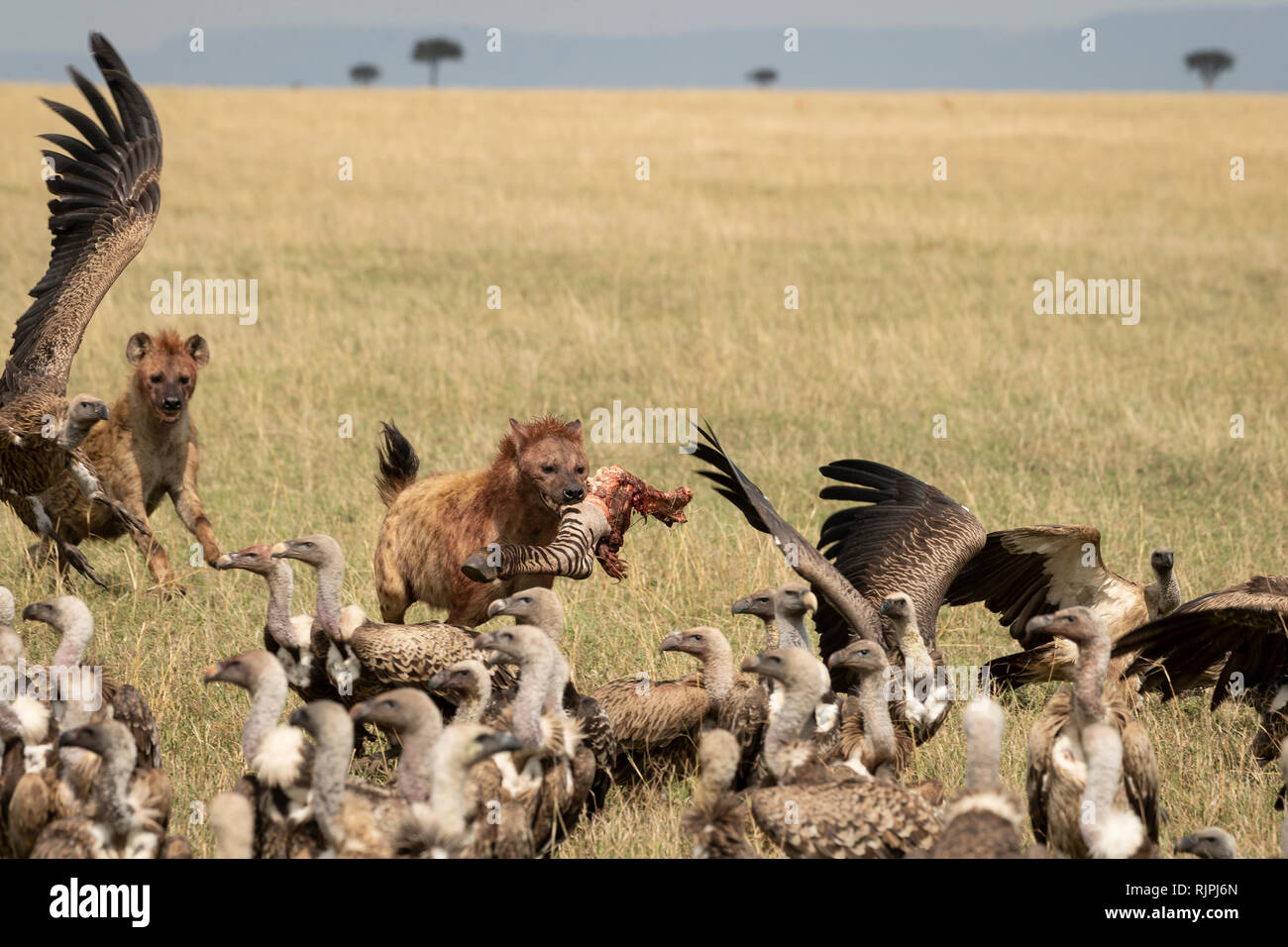 Spotted hyaenas (Crocuta crocuta) and vultures on a zebra kill in the ...