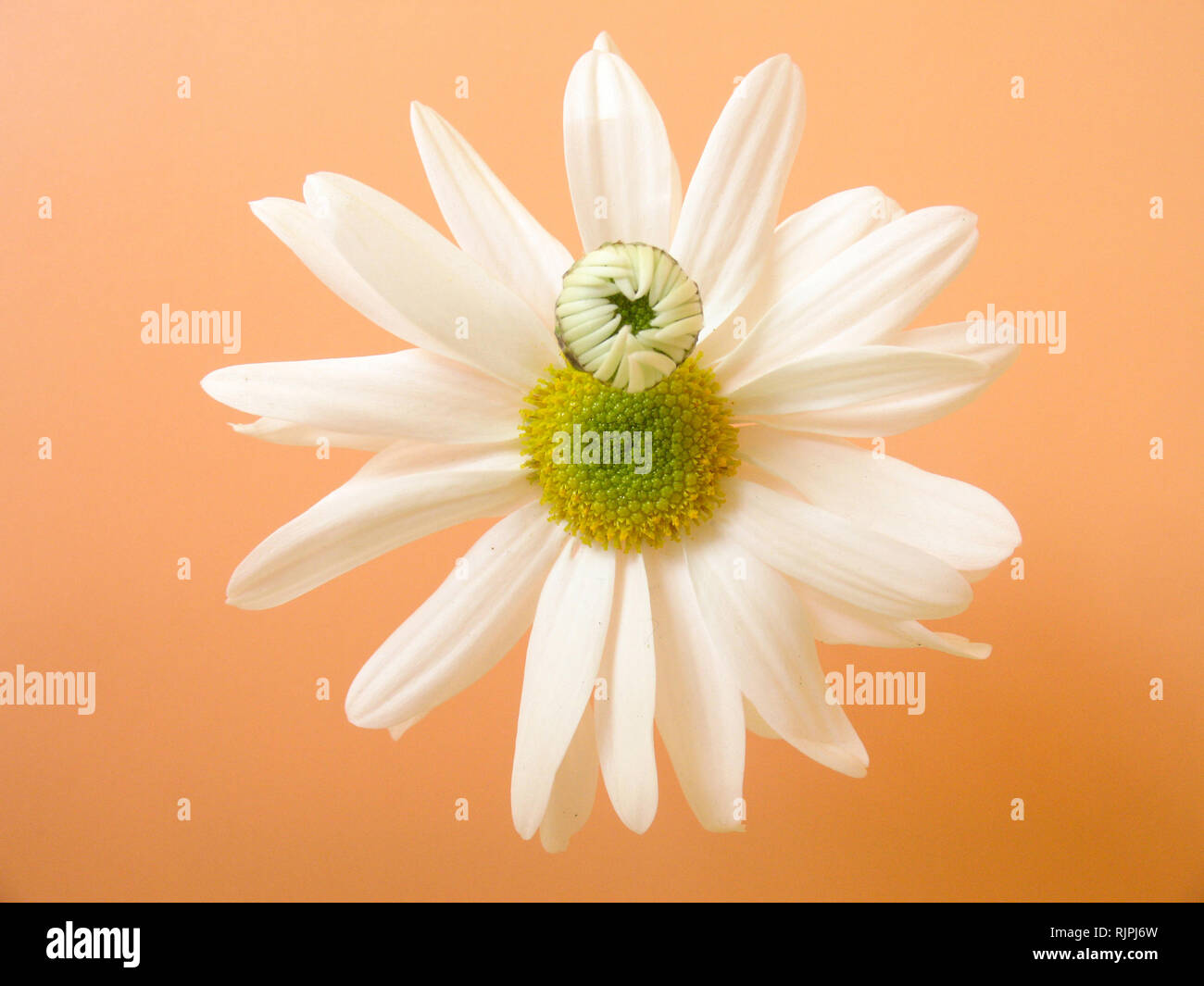 Daisy, São Paulo, Brazil Stock Photo - Alamy