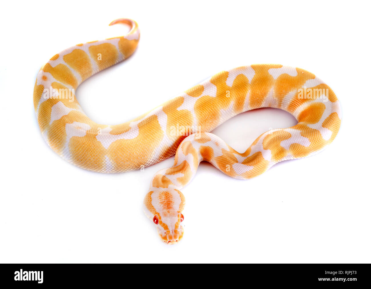 royal python in front of white background Stock Photo - Alamy