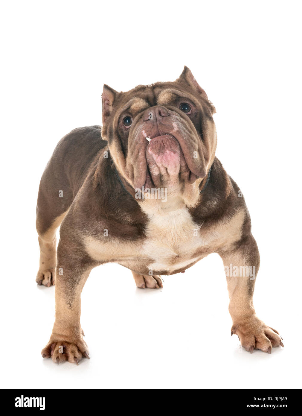 american bully in front of white background Stock Photo - Alamy