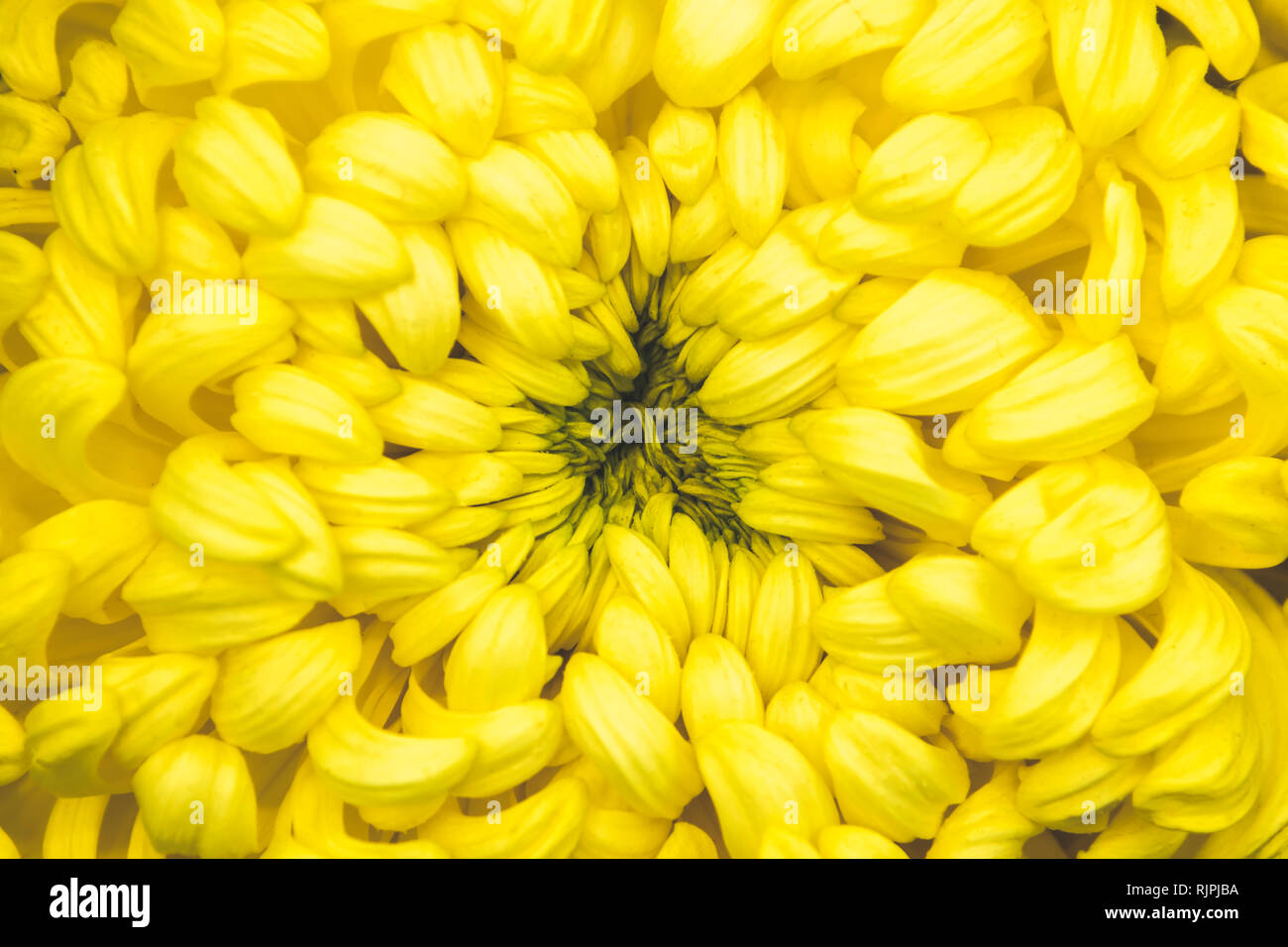 Single Flower Petal Texture
