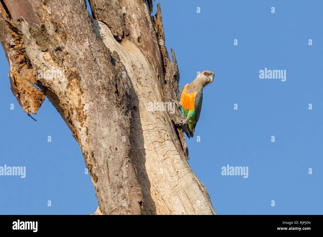 A single African Orange-bellied parrot on a dead tree trunk looking ...