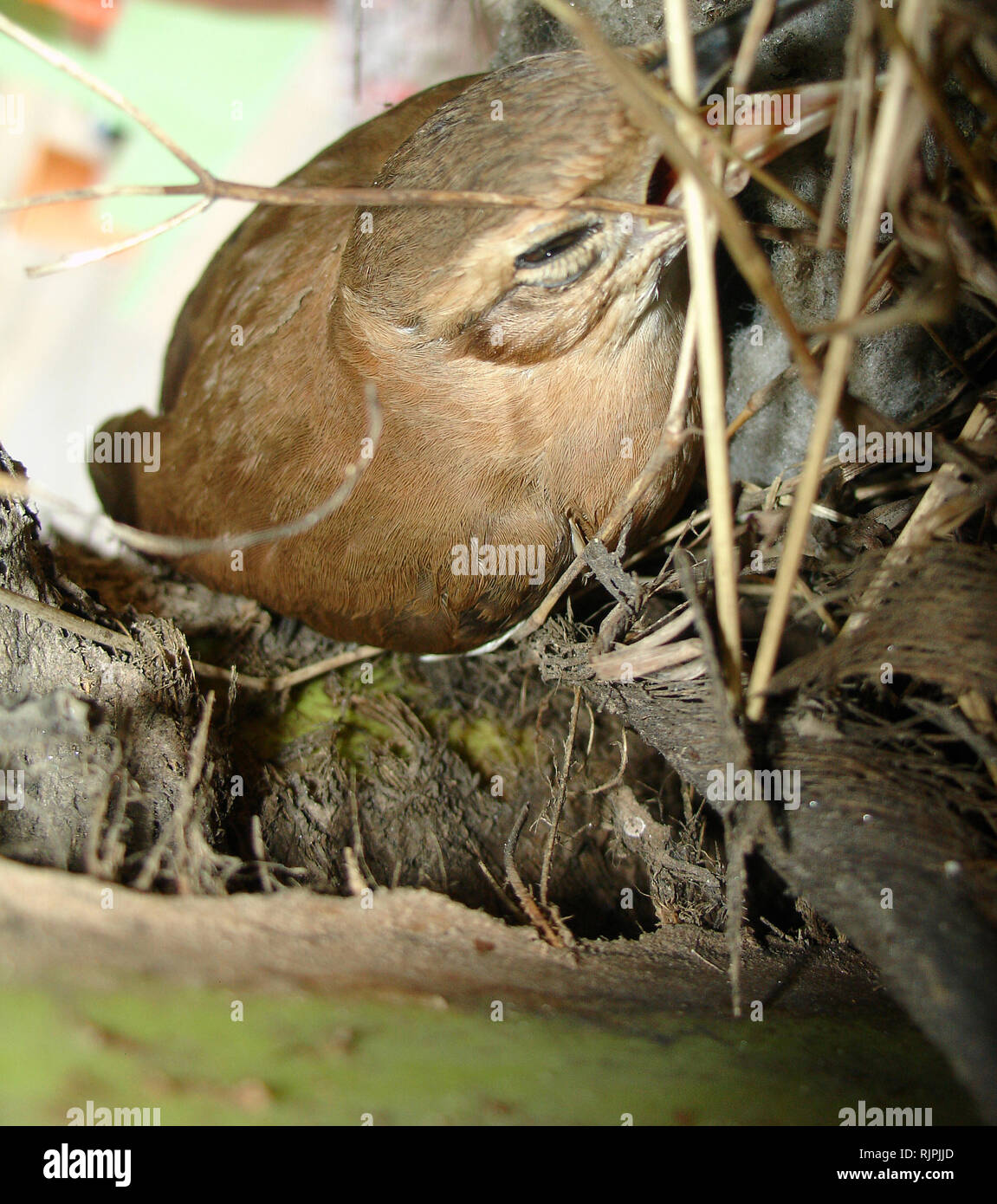 bird, São Paulo, Brazil Stock Photo - Alamy