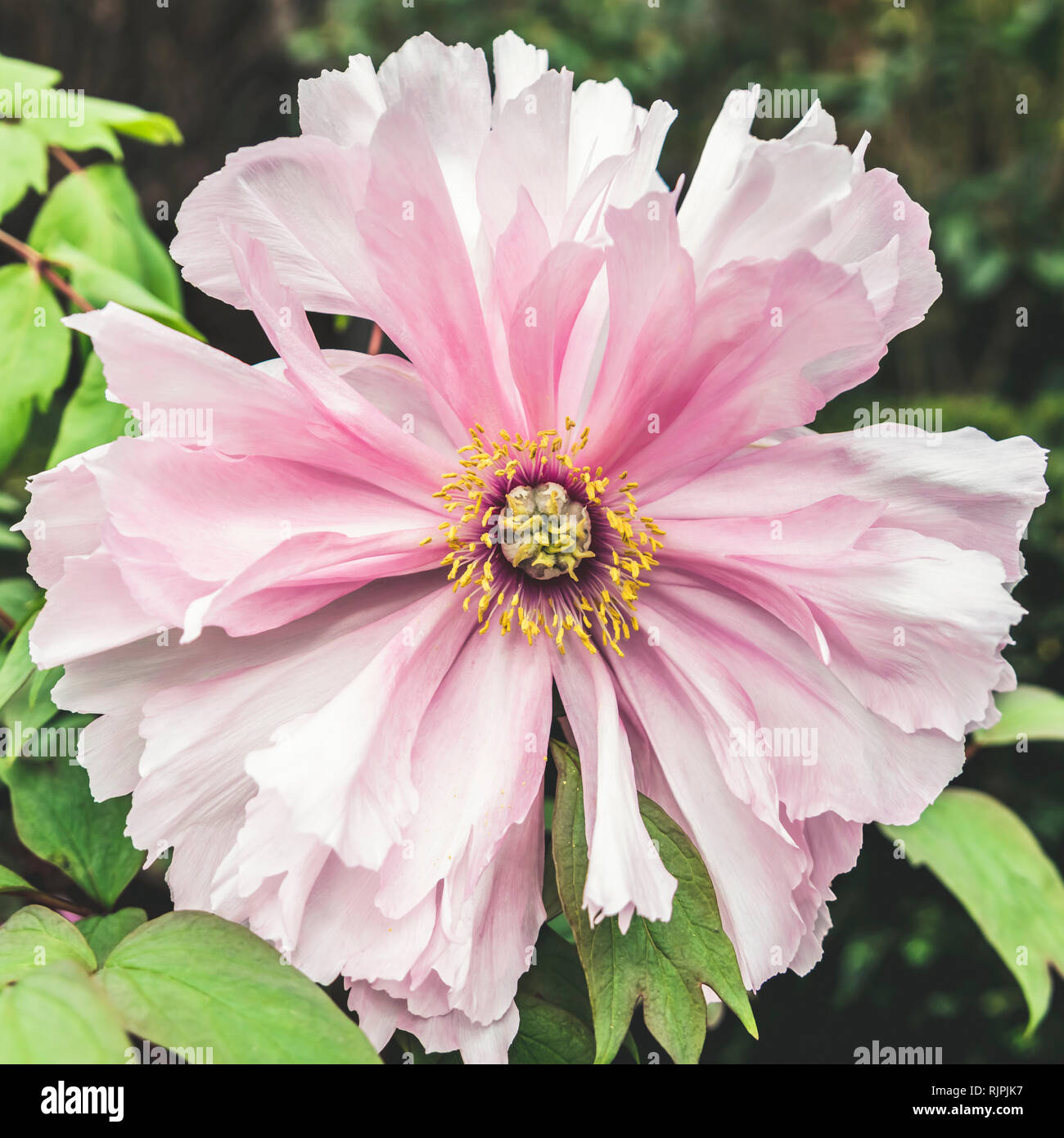 Single pink peony flower petal in full blossom close up details ...