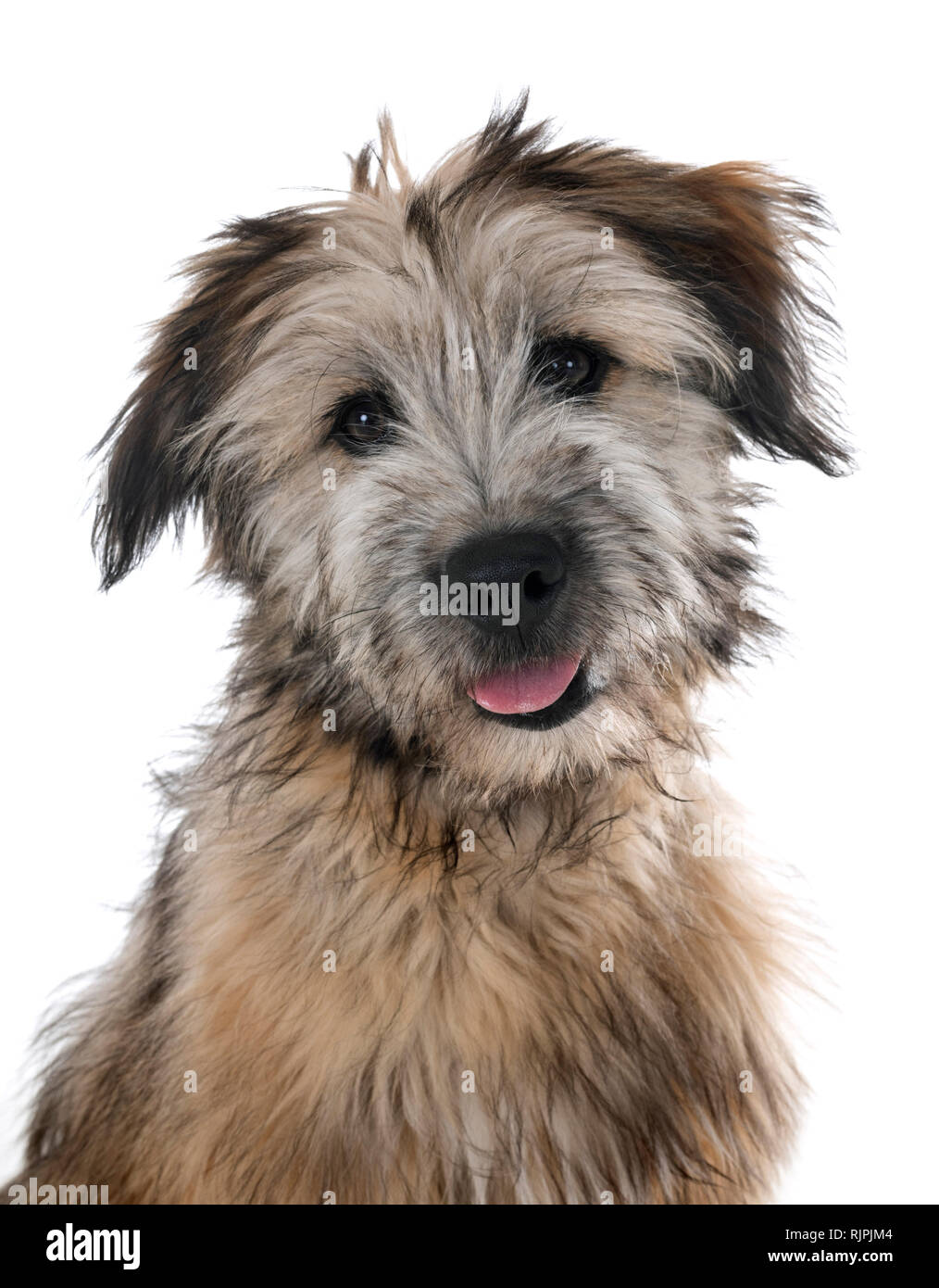 puppy pyrenean shepherd in front of white background Stock Photo - Alamy