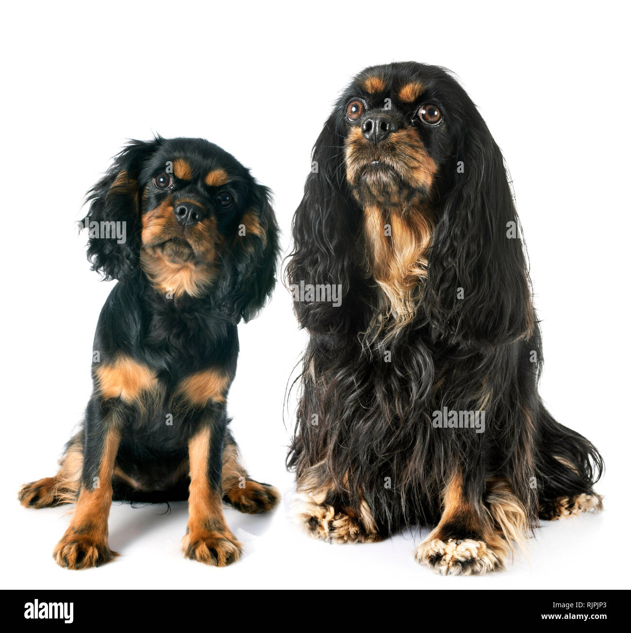 cavalier king charles in front of white background Stock Photo - Alamy