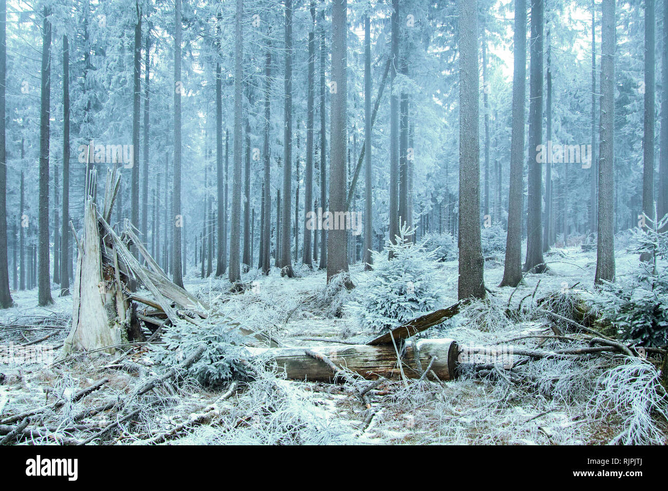 forest in winter Stock Photo - Alamy