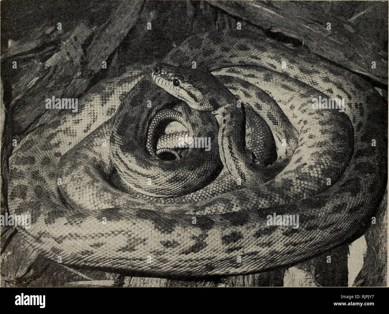 . The Australian zoologist. Zoology; Zoology; Zoology. G. F. GOW ...