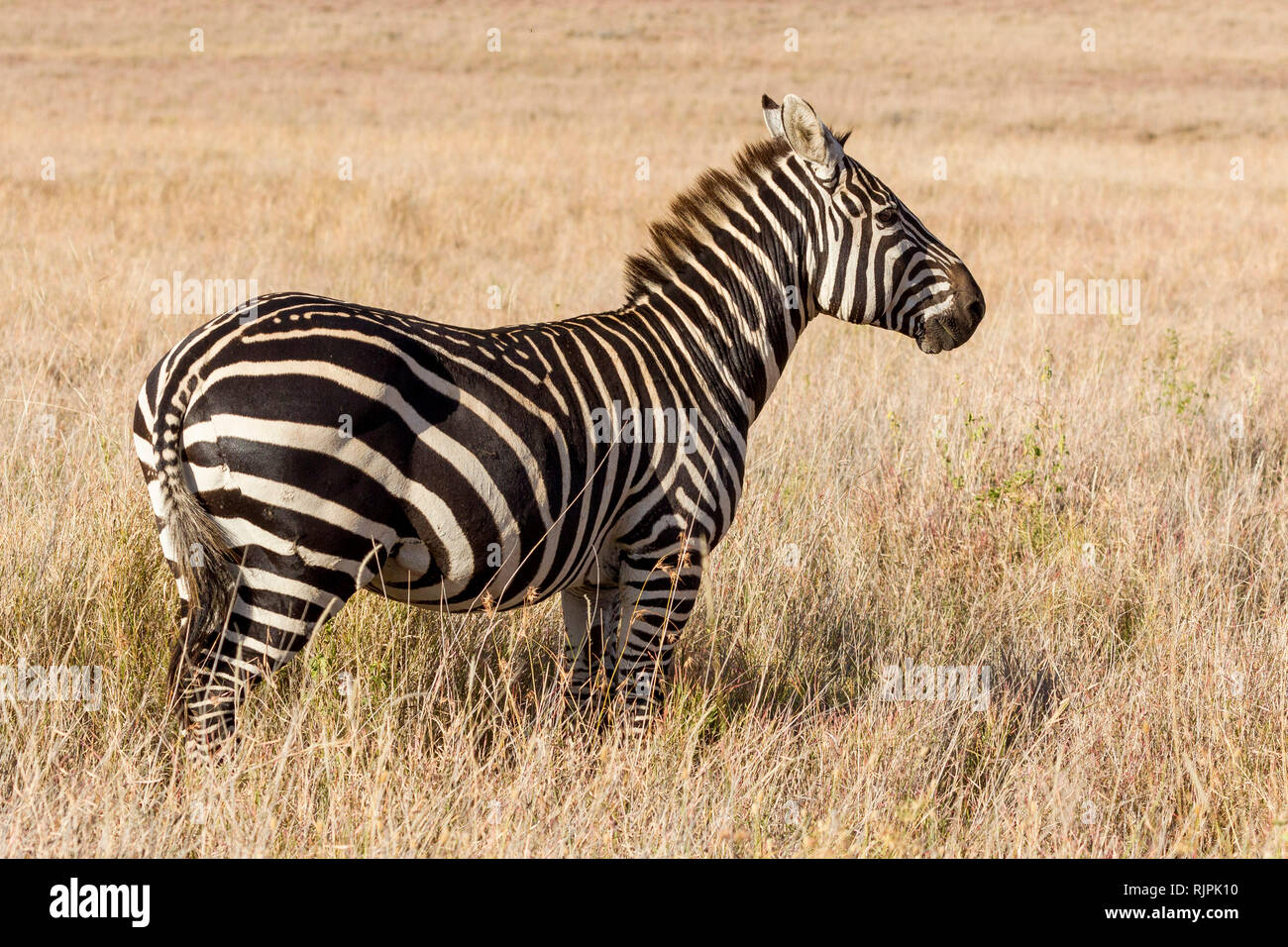 A single zebra with an old injury on it's rump, in open grassland, Lewa ...