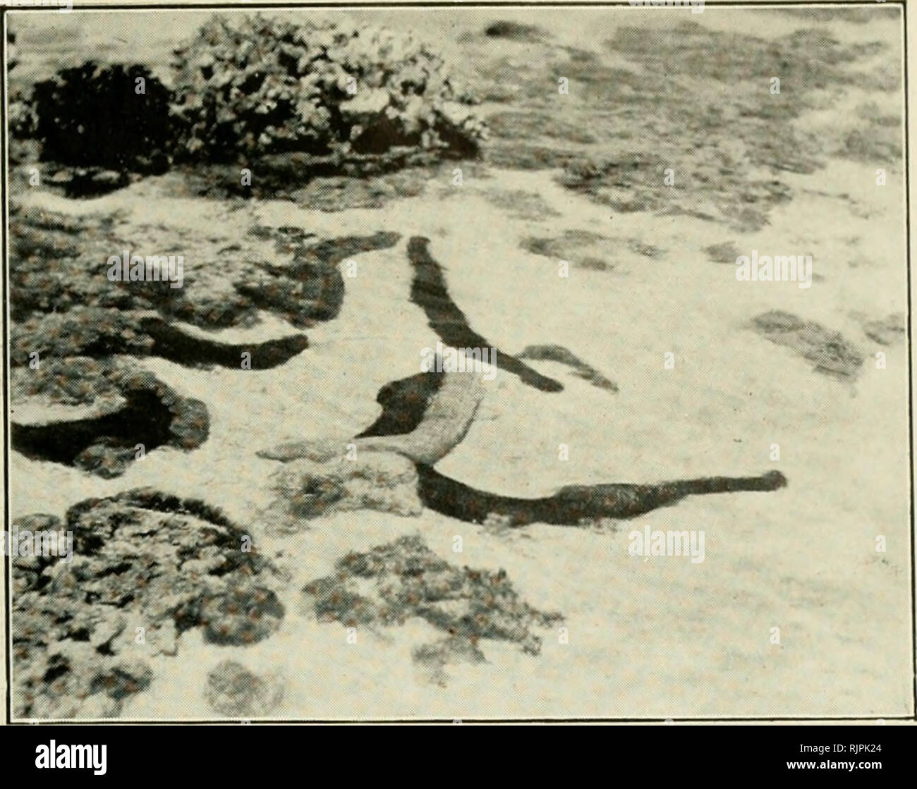 Barrett reef hi-res stock photography and images - Alamy