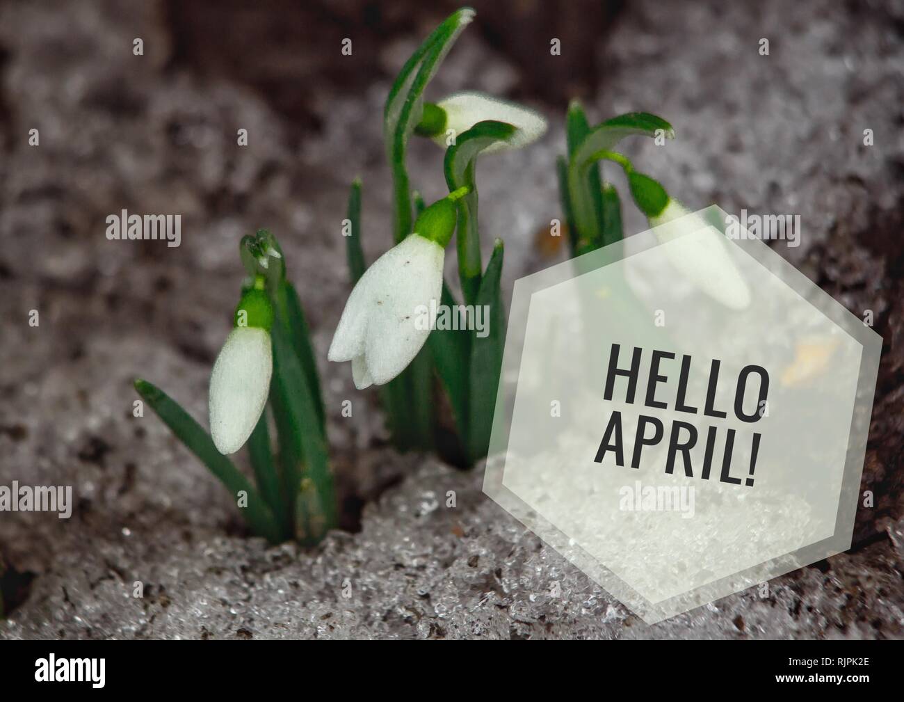 Banner Hello April. Welcome month of spring. Hello April. Welcome card ...