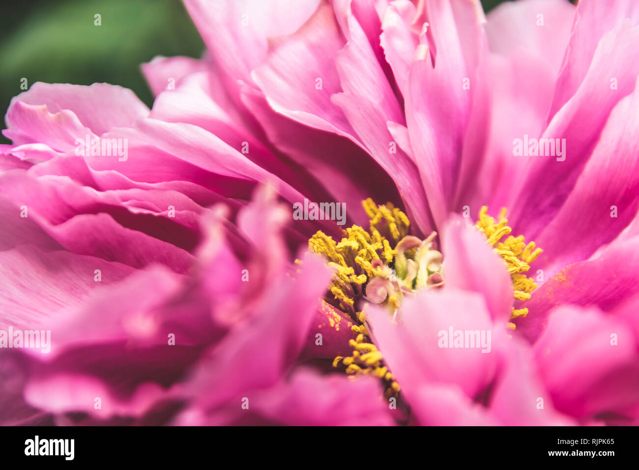 Single pink peony flower petal in full blossom close up details ...
