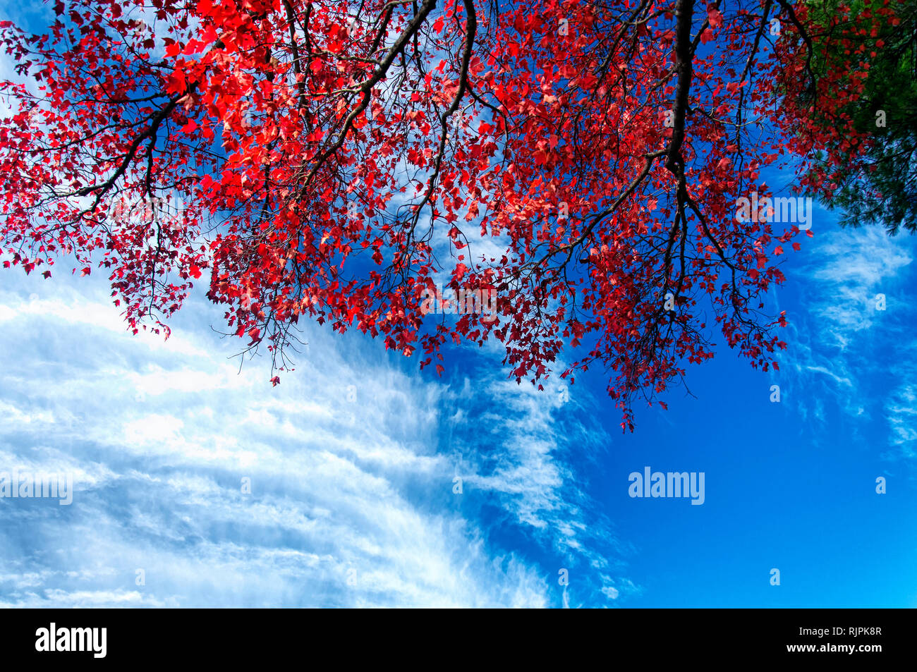 The red leaves on a maple tree in Burr State Park in Torrington ...