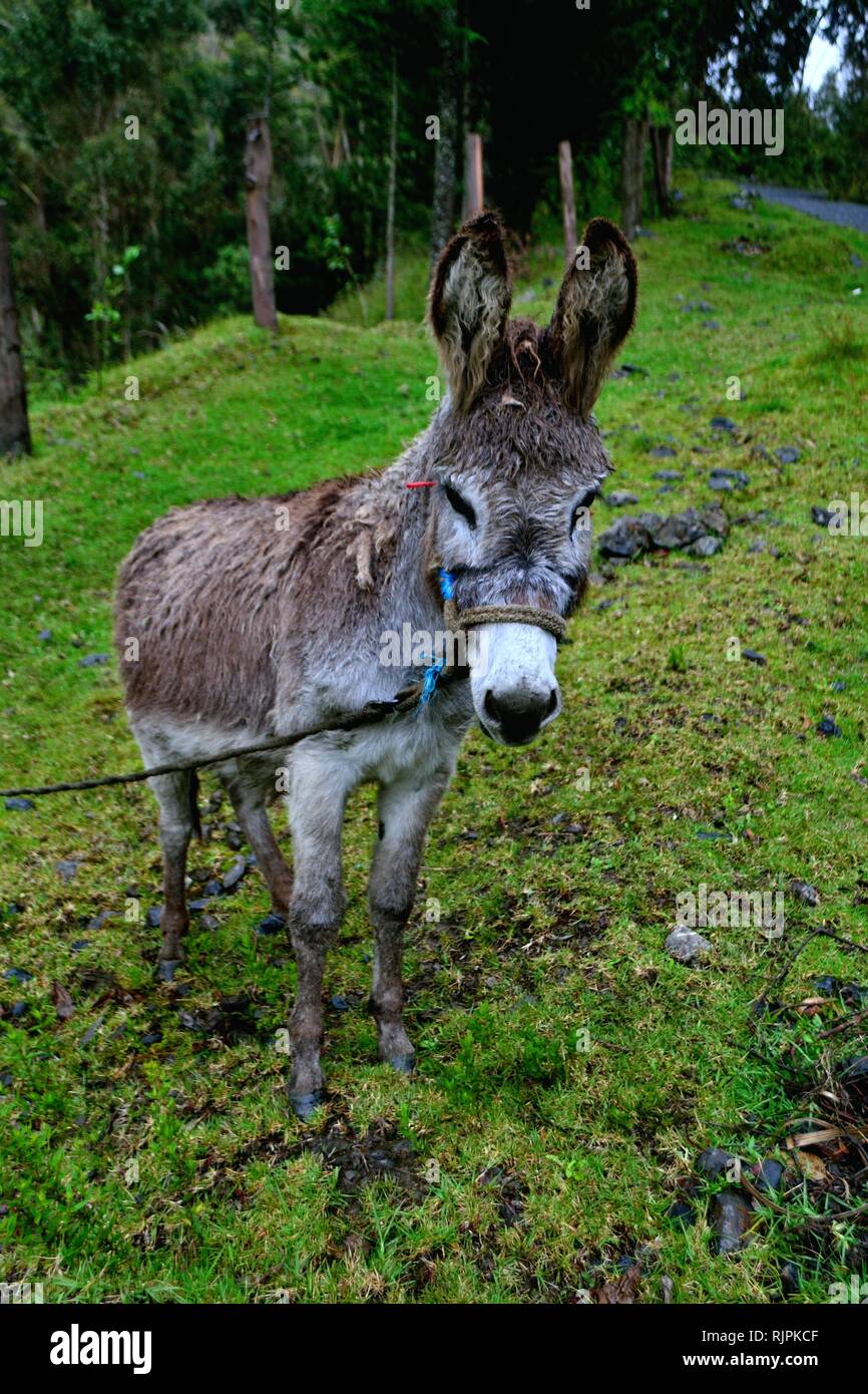 Donkey in YANAMA - National park HUASCARAN. Department of Ancash.PERU ...