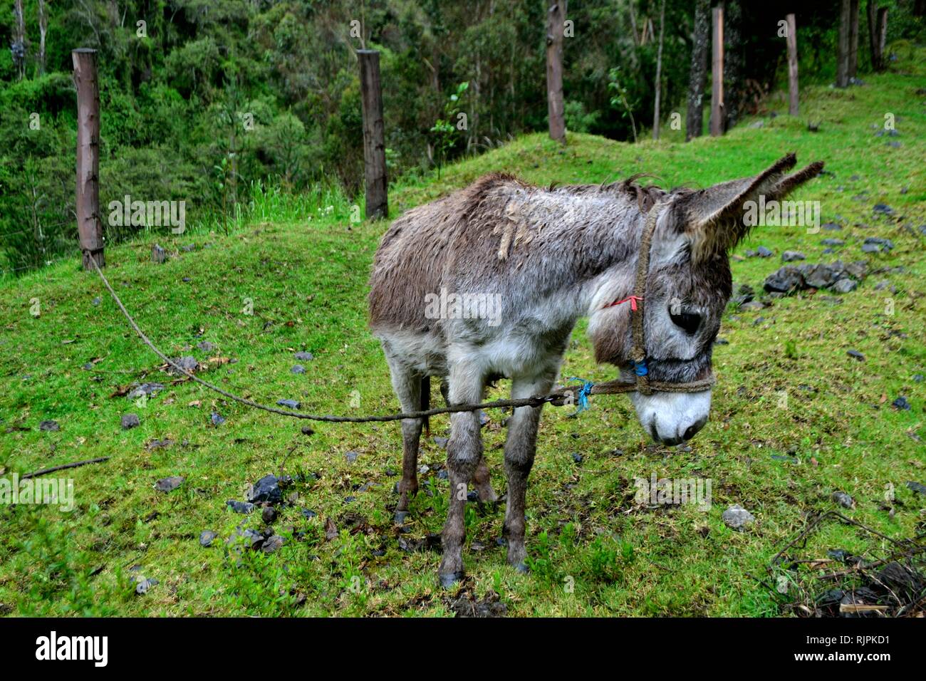 Donkey in YANAMA - National park HUASCARAN. Department of Ancash.PERU ...