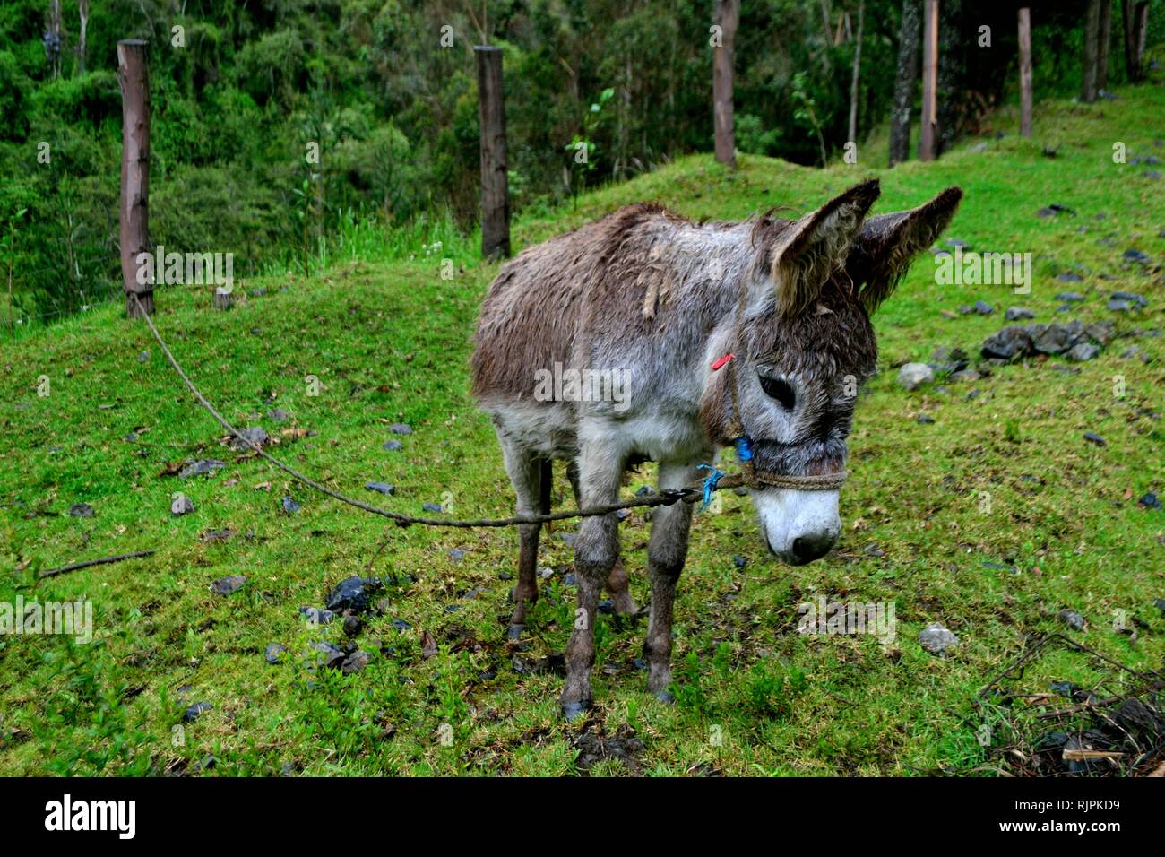 Donkey in YANAMA - National park HUASCARAN. Department of Ancash.PERU ...