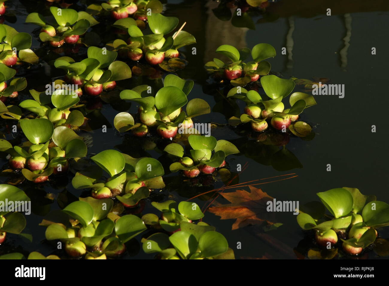 Vitoria regia lake hi-res stock photography and images - Alamy