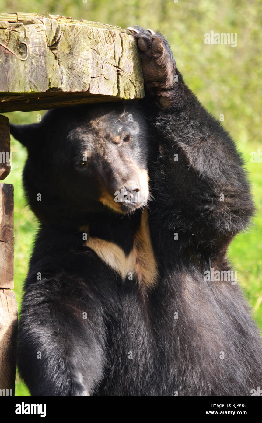 Black Bear (Ursus americanus Stock Photo - Alamy