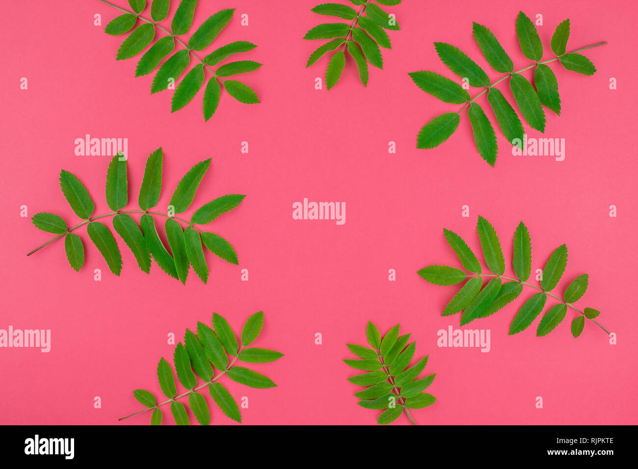 Creative flat lay top view pattern with fresh green rowan tree leaves ...
