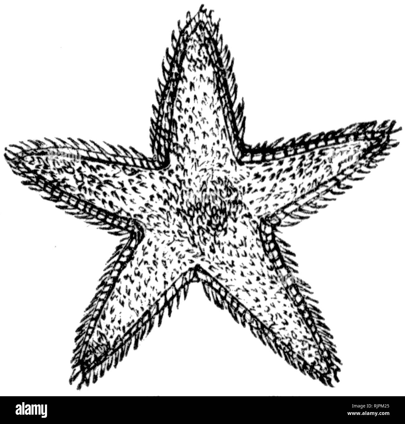 Wood cut engraved illustration, taken from 'The Treasury of Natural ...