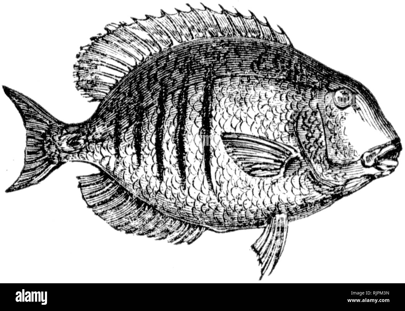 Wood cut engraved illustration, taken from 'The Treasury of Natural ...