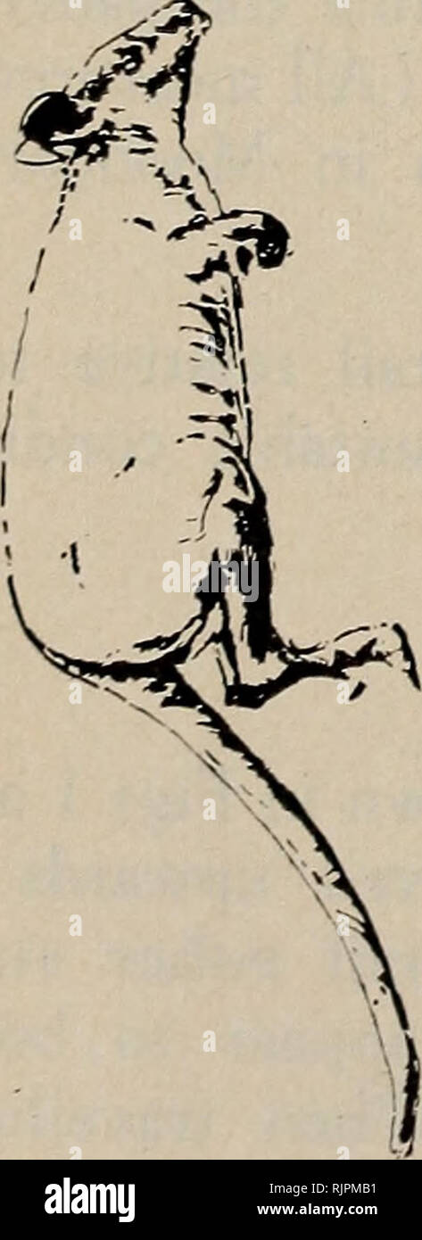 . The Australian zoologist. Zoology; Zoology; Zoology. . Please note ...