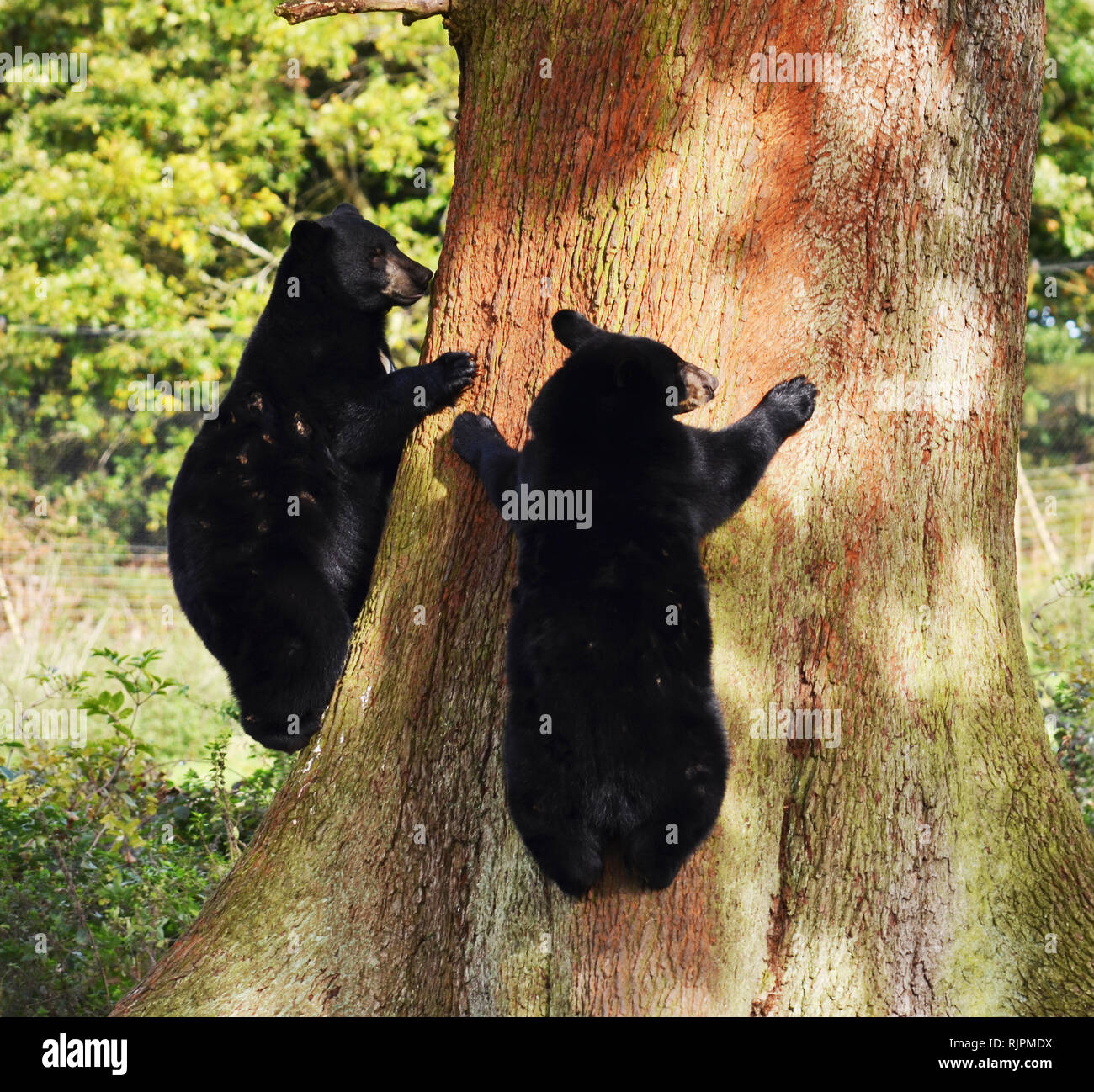 Black bear cubs ursus hi-res stock photography and images - Alamy