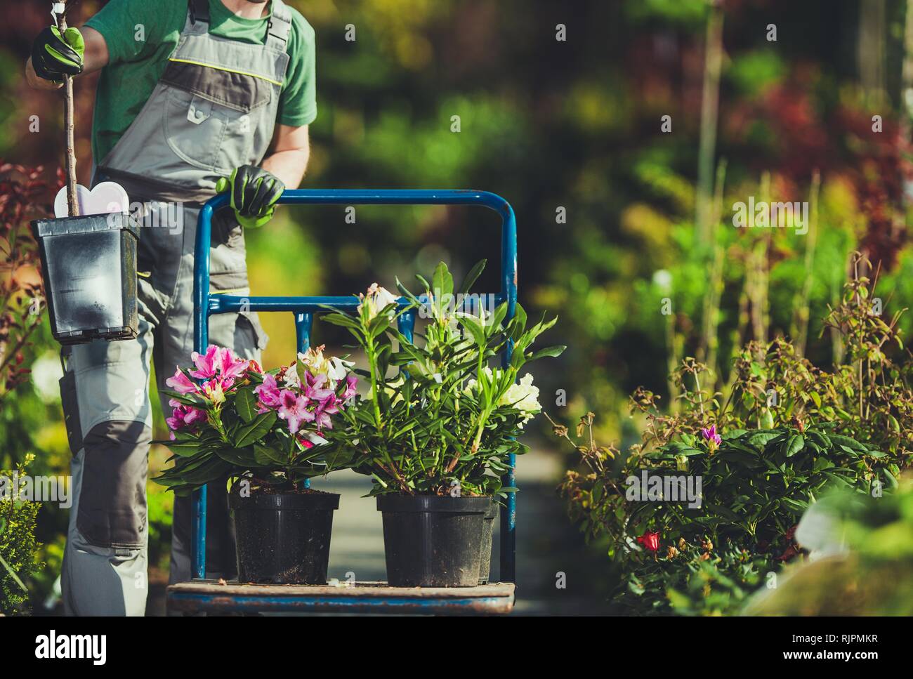 Spring Time Plants Shopping. Caucasian Gardener with Cart in the Garden ...